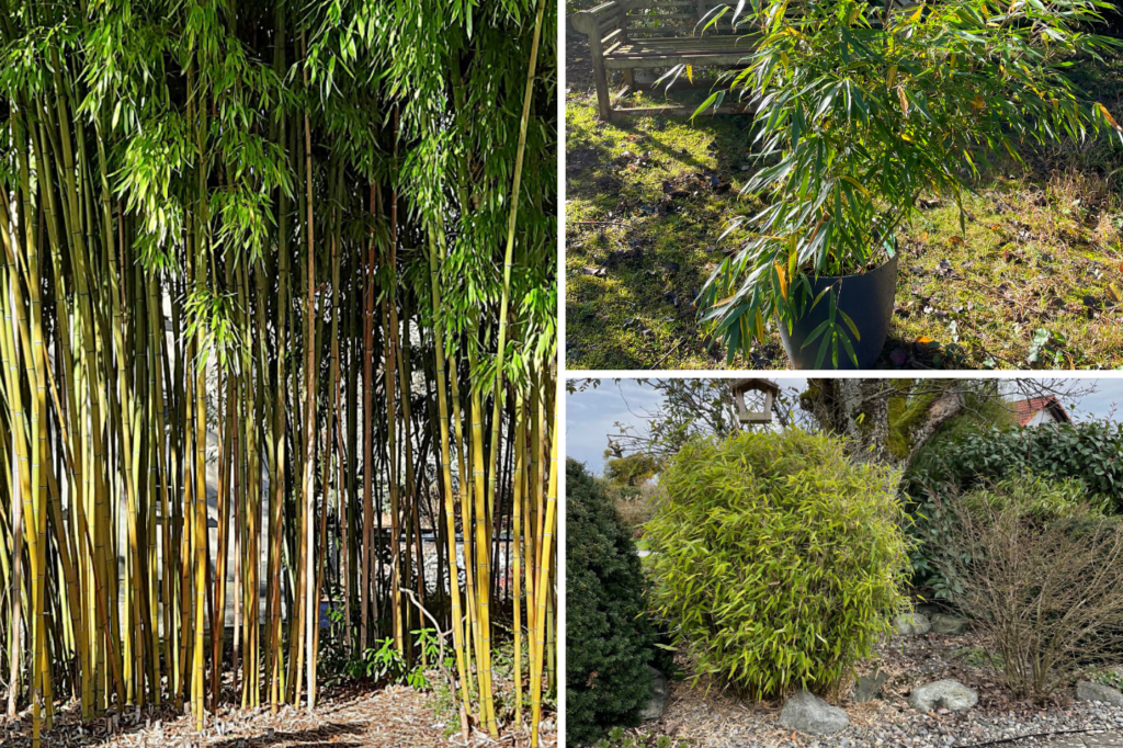 Bambus pflanzen – der bewährte Ratgeber für Hobby-Gärtner!